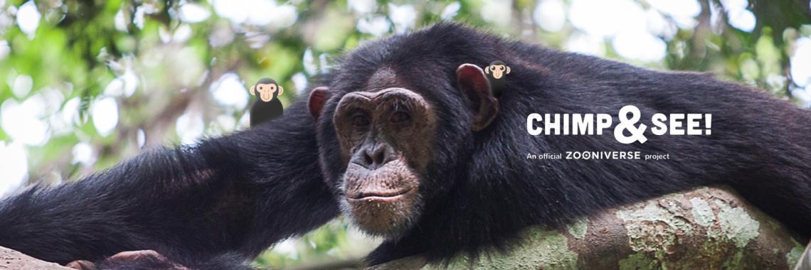 Chimp&See | mit:forschen!
